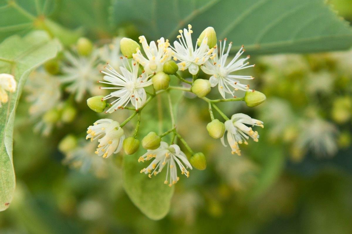 Todas Las Plantas Medicinales - Planta Medicinal